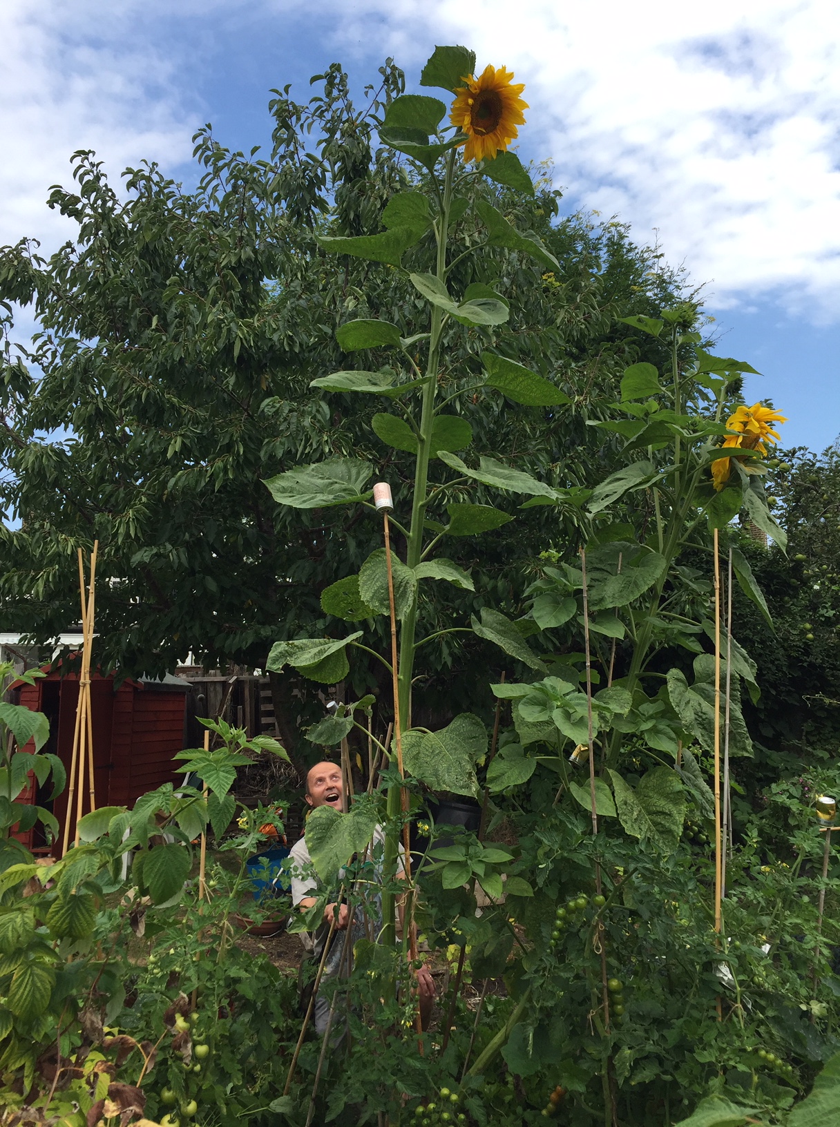2020 Sunflower Competition Winners 🌻 – BHAS Allotment Society