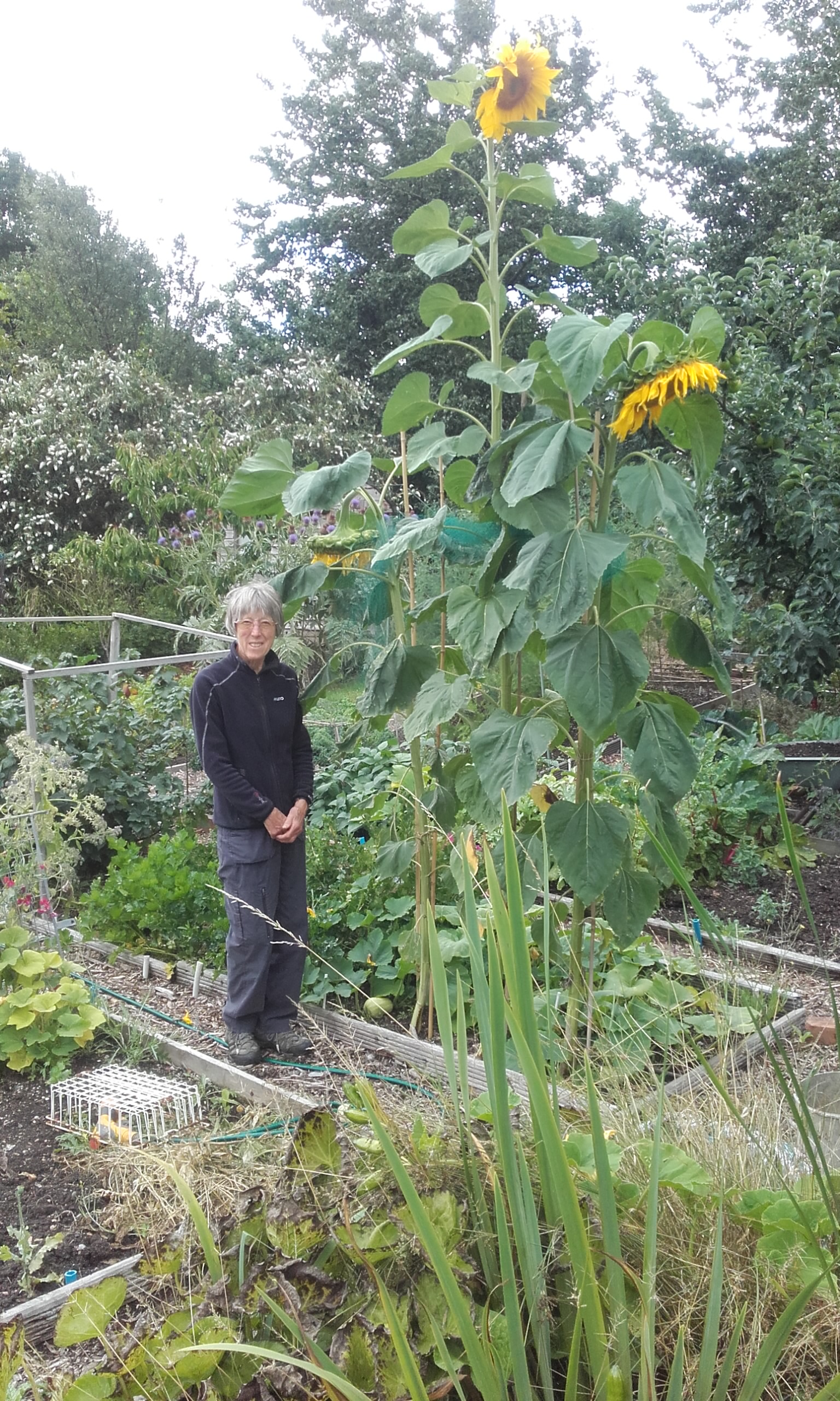 2020 Sunflower Competition Winners 🌻 – BHAS Allotment Society