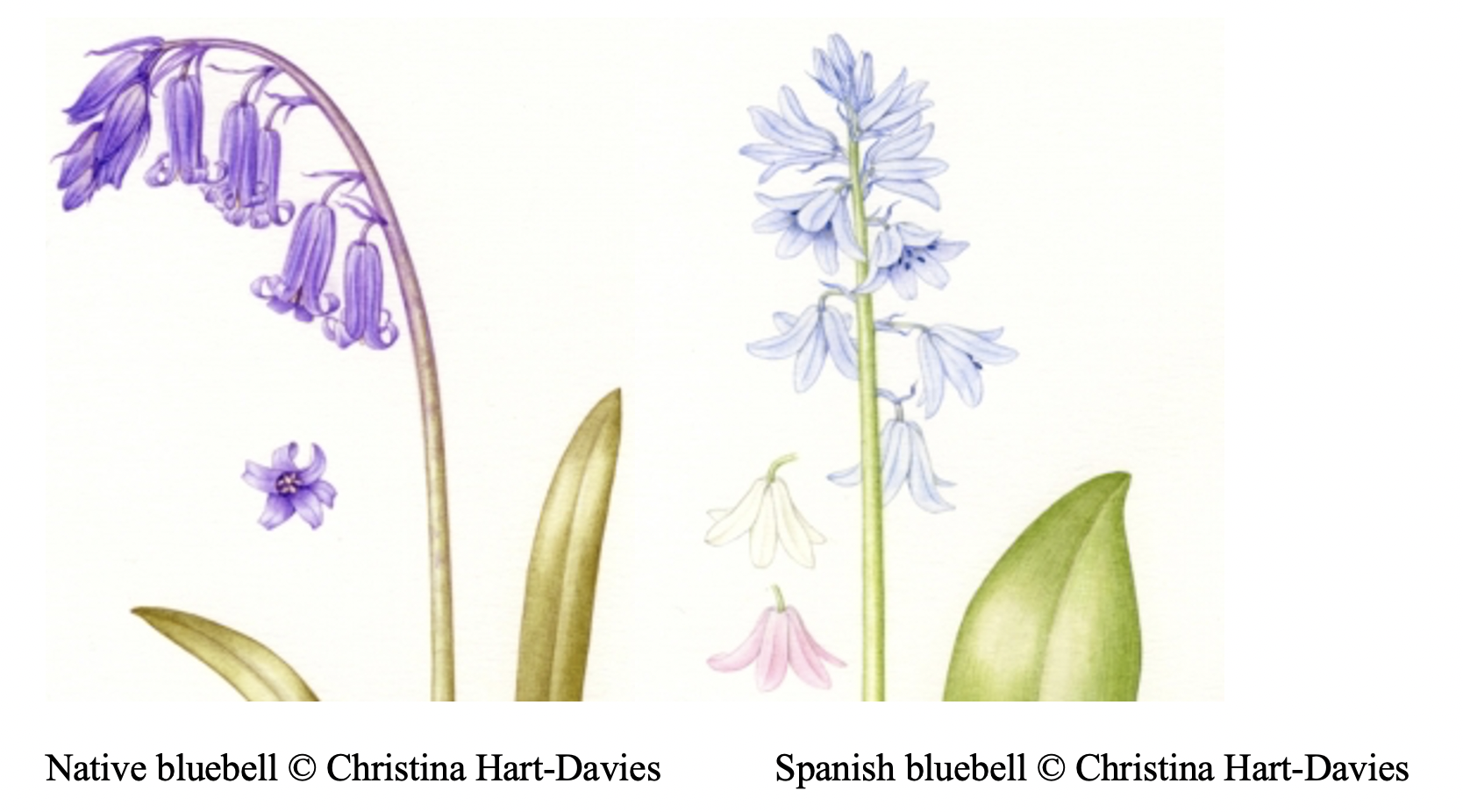 Be a Bluebell champion – BHAS Allotment Society