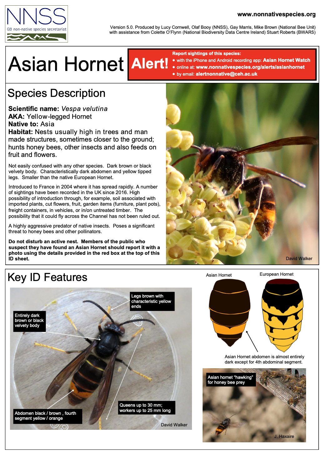 How to identify invasive Asian hornets – BHAS Allotment Society