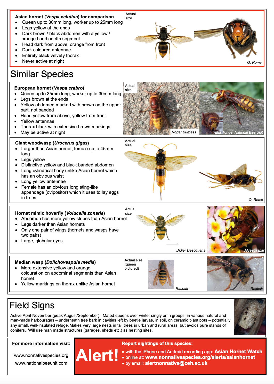 How to identify invasive Asian hornets – BHAS Allotment Society
