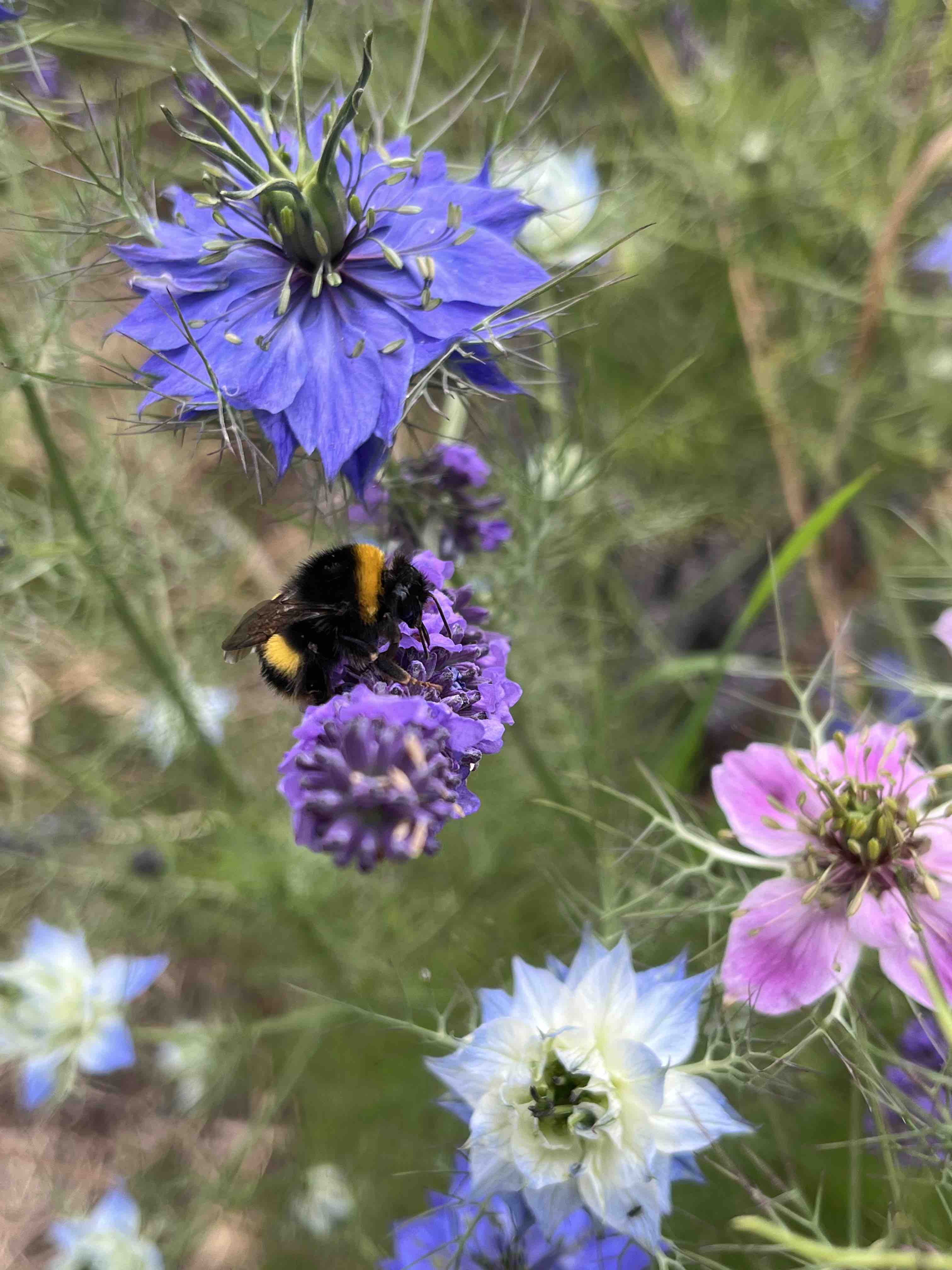 Plants for pollinators – BHAS Allotment Society